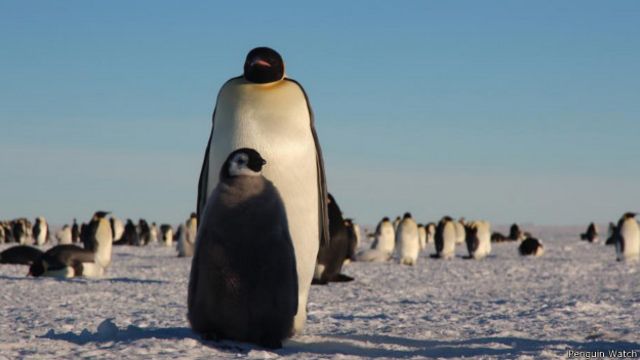 Câmeras em time-lapse revelam vida secreta dos pinguins da Antártida ...