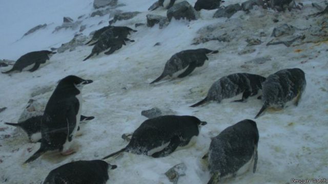 Câmeras em time-lapse revelam vida secreta dos pinguins da Antártida ...