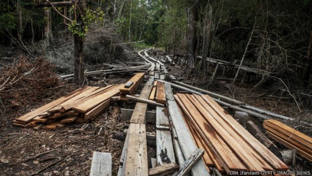 Hutan Sumatera dan Kalimantan sumbang deforestasi global - BBC News Indonesia