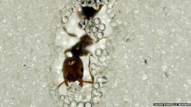 Teknik menggali semut api 'lebih hebat' dari buldoser - BBC News Indonesia