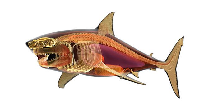 Pemangsa yang berhasil: hiu - BBC News Indonesia