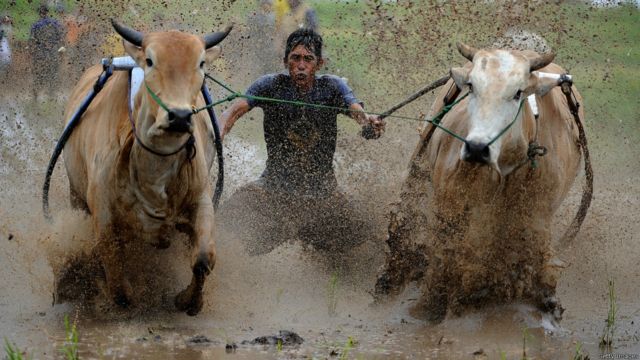 Rayakan panen dengan karapan sapi - BBC News Indonesia