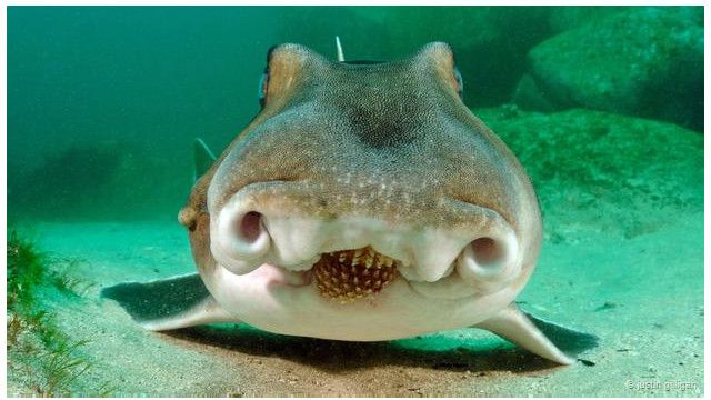 Dunia hiu dan ikan pari yang menakjubkan - BBC News Indonesia