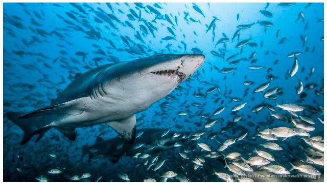 Dunia hiu dan ikan pari yang menakjubkan - BBC News Indonesia
