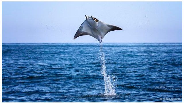 Dunia hiu dan ikan pari yang menakjubkan - BBC News Indonesia