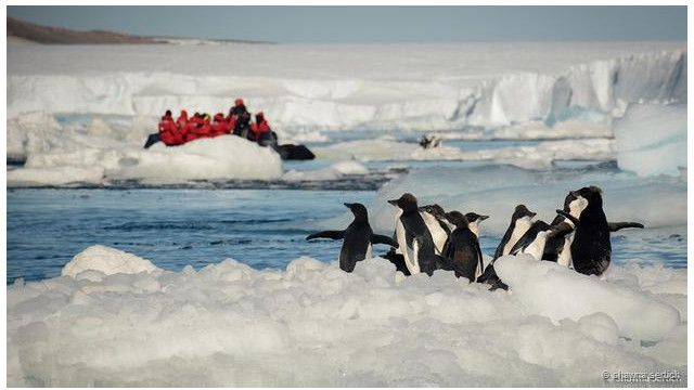 Berdekatan dan akrab dengan penguin - BBC News Indonesia