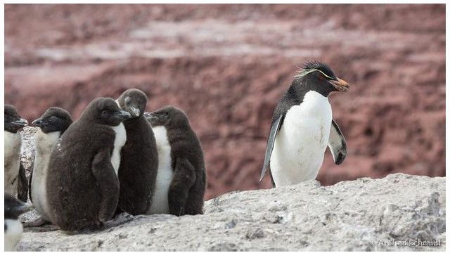 Berdekatan dan akrab dengan penguin - BBC News Indonesia