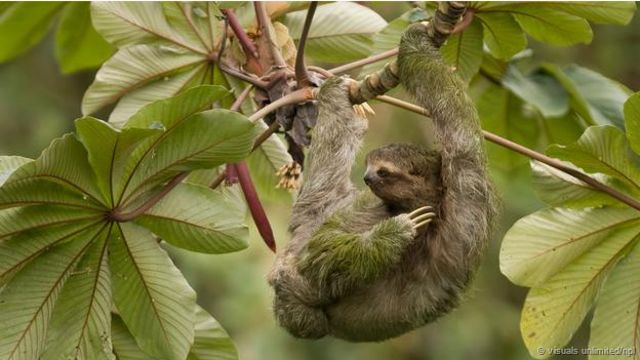 Los animales más apestosos del mundo - BBC News Mundo