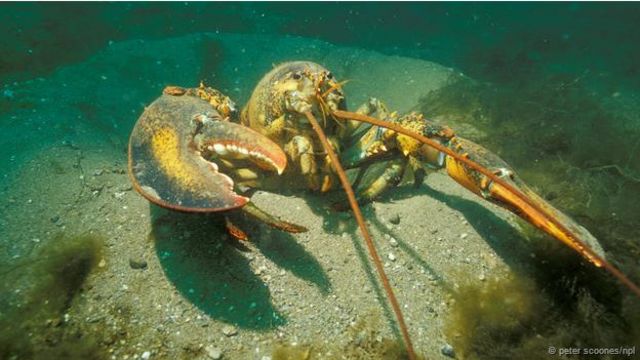 El excepcional hallazgo de dos langostas azules - BBC News Mundo