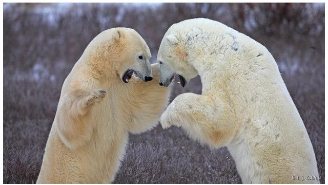 Apakah Yeti Himalaya sebenarnya binatang? - BBC News Indonesia