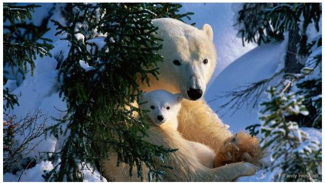 Apakah Yeti Himalaya sebenarnya binatang? - BBC News Indonesia