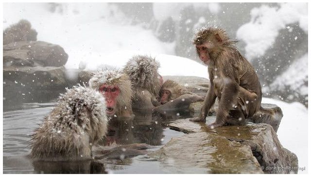 Apakah Yeti Himalaya sebenarnya binatang? - BBC News Indonesia