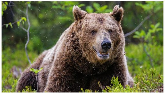Apakah Yeti Himalaya sebenarnya binatang? - BBC News Indonesia