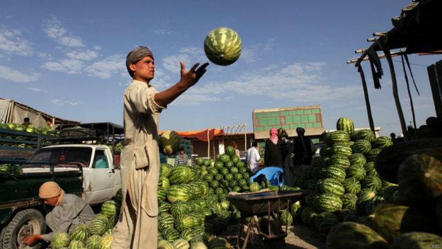 عکس: پالیزهای مزار؛ خروارهای تربوز و خربوزه - BBC News فارسی
