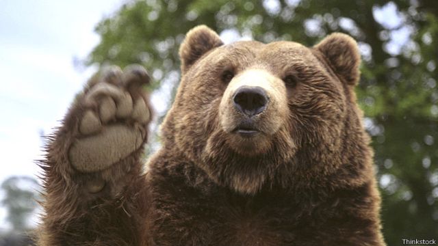 ¿Qué papel juegan los osos en la exploración espacial? - BBC News Mundo