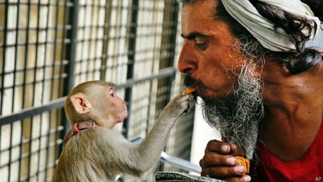 बंदर या किसान, किसका बचना ज़रूरी - BBC News हिंदी