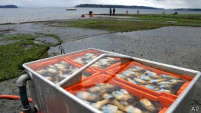 Geoduck, la extraña almeja fálica norteamericana que conquista a China ...