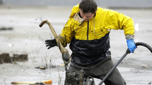 Geoduck, la extraña almeja fálica norteamericana que conquista a China ...