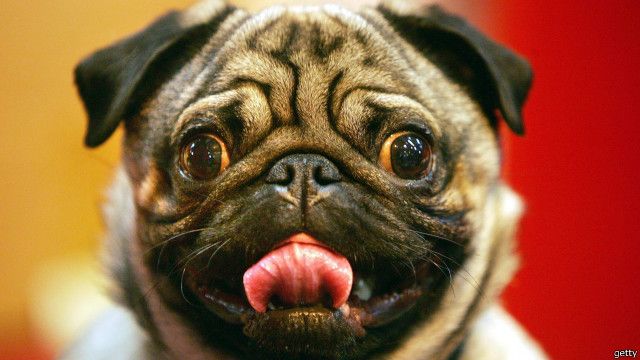 Anjing menghindari orang yang jahat kepada pemiliknya - BBC News Indonesia