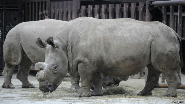 Badak Putih Utara mati, tinggal empat di dunia - BBC News Indonesia