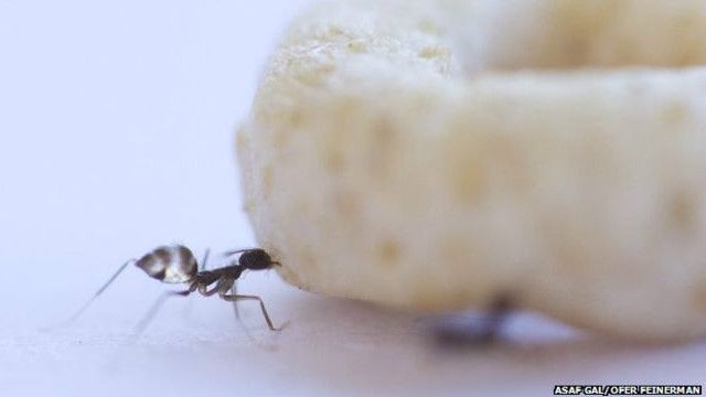 Bagaimana semut membawa makanan besar? - BBC News Indonesia