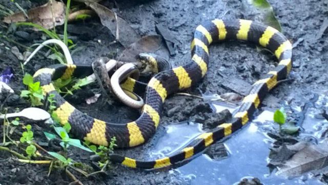 सर्पले सर्प खाँदा - BBC News नेपाली