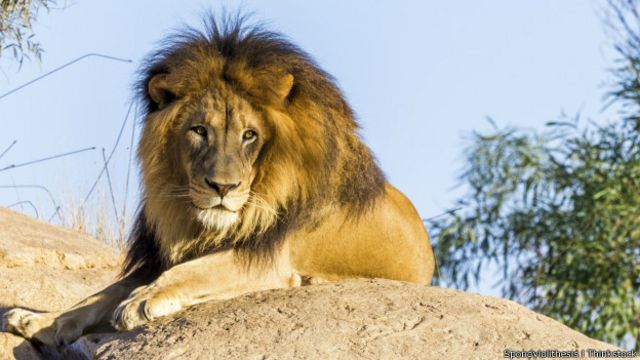 Sete motivos para adorarmos os leões - BBC News Brasil