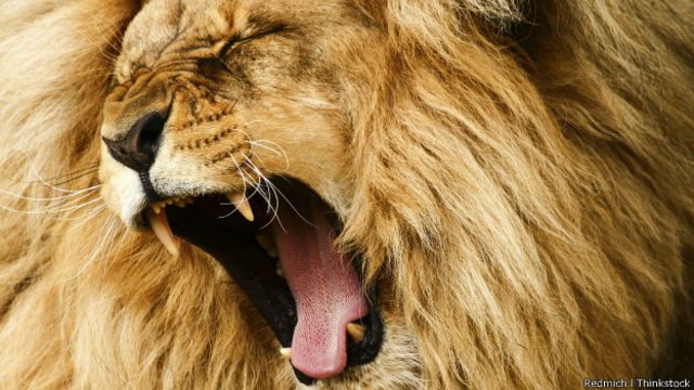 Sete motivos para adorarmos os leões - BBC News Brasil