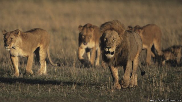 Sete motivos para adorarmos os leões - BBC News Brasil