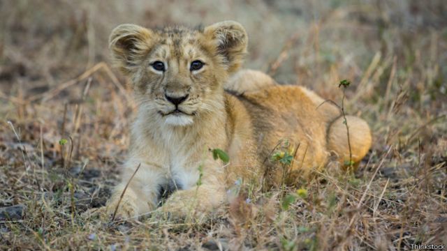 Sete motivos para adorarmos os leões - BBC News Brasil