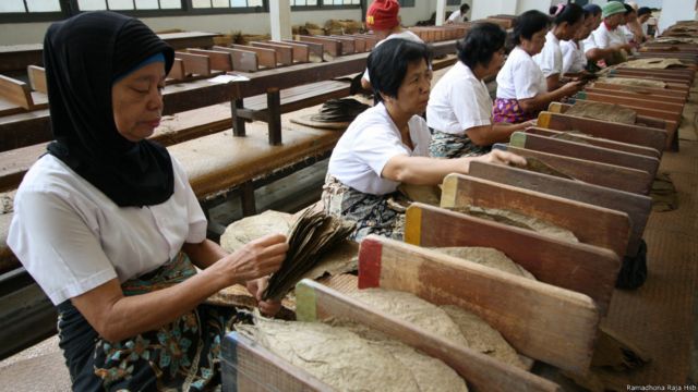 Menengok tembakau deli yang dulu diunggulkan - BBC News Indonesia