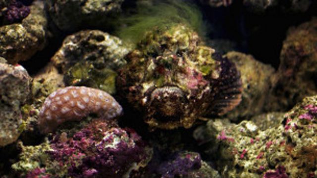 Las fotos del combate mortal entre una serpiente y uno de los peces más ...
