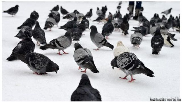 Mengapa kita tak pernah melihat bayi merpati? - BBC News Indonesia