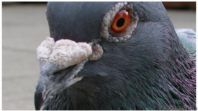 Mengapa kita tak pernah melihat bayi merpati? - BBC News Indonesia