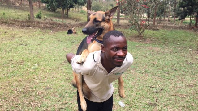 Rwanda: imbwa zigishwa ikinyabupfura - BBC News Gahuza