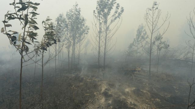 Kabut asap selimuti Pekanbaru Riau, kualitas udara berbahaya - BBC News ...