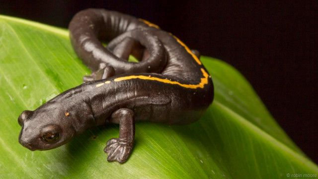 Disangka punah, salamander muncul lagi - BBC News Indonesia