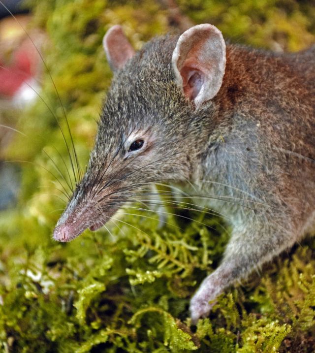 Nova espécie de rato com nariz de porco é encontrada na Indonésia - BBC ...
