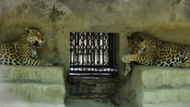 Devuelven de un zoo a un jaguar "demasiado gordo para aparearse" - BBC ...