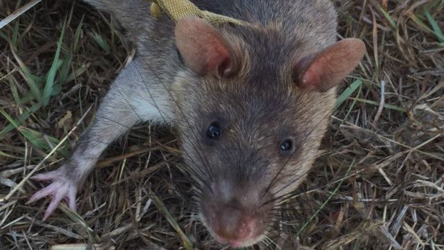 Je unafahamu kuwa panya wana faida? - BBC News Swahili