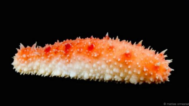 Yadda dubura ta samo asali - BBC News Hausa