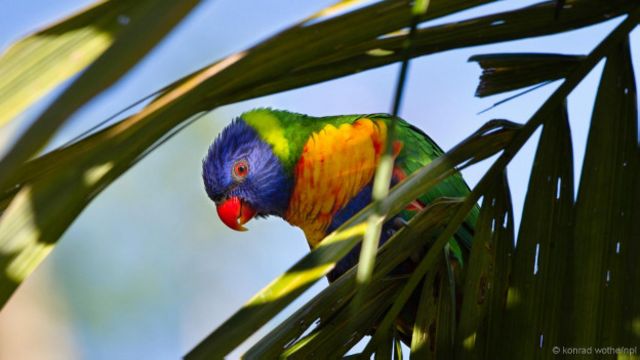 Os lugares do mundo onde a natureza é mais colorida - BBC News Brasil
