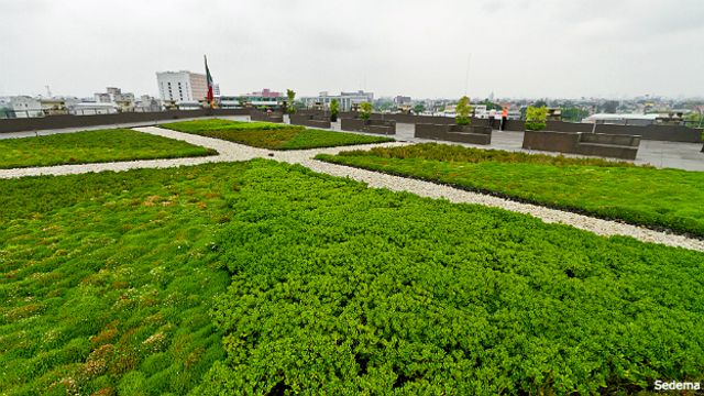 Las azoteas verdes que oxigenan a Ciudad de México - BBC News Mundo