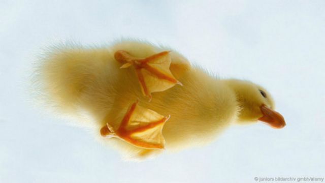 Yadda dubura ta samo asali - BBC News Hausa