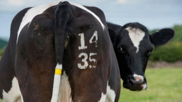 அரச பத்திரிகையில் மாட்டிறைச்சி ஆதரவுக் கட்டுரை எழுதியவர் பணி நீக்கம் ...