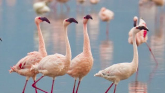 5 animales que nunca pensarías que producen leche para sus crías - BBC ...