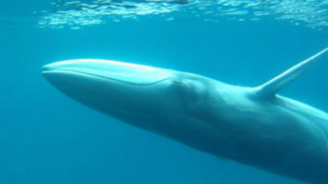 Conoce al rorcual de Ormura, la elusiva ballena que lograron filmar por ...