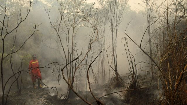 Target restorasi gambut pemerintah 'cukup berat' - BBC News Indonesia