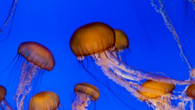 El extraño moco rosa que invadió un fiordo en Noruega - BBC News Mundo