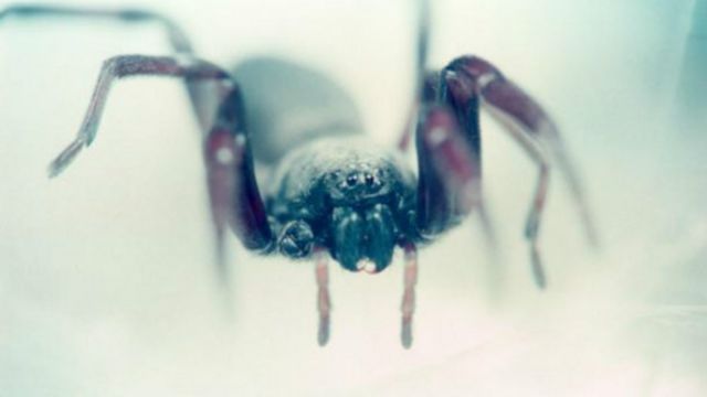 Shin gaskiya ne muna cin gizo-gizo? - BBC News Hausa